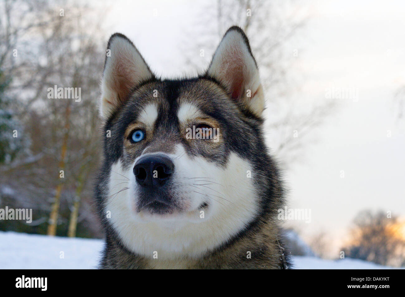 mixed breed dog (Canis lupus f. familiaris), Husky-Malamute-mixed breed ...