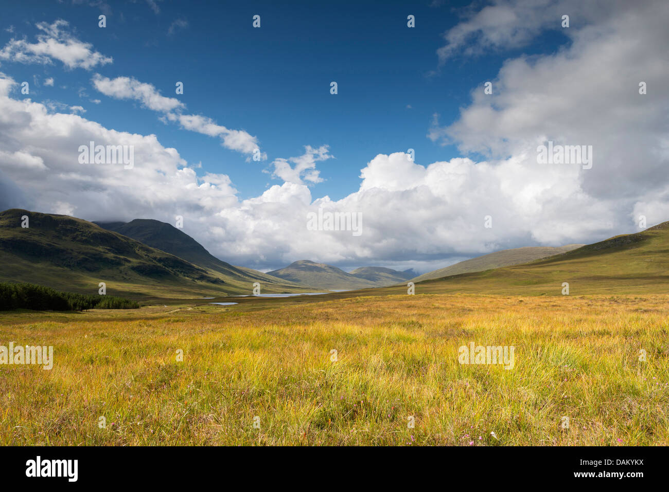 Scotland, United Kingdom, View of Heathland at Northwest Highlands ...