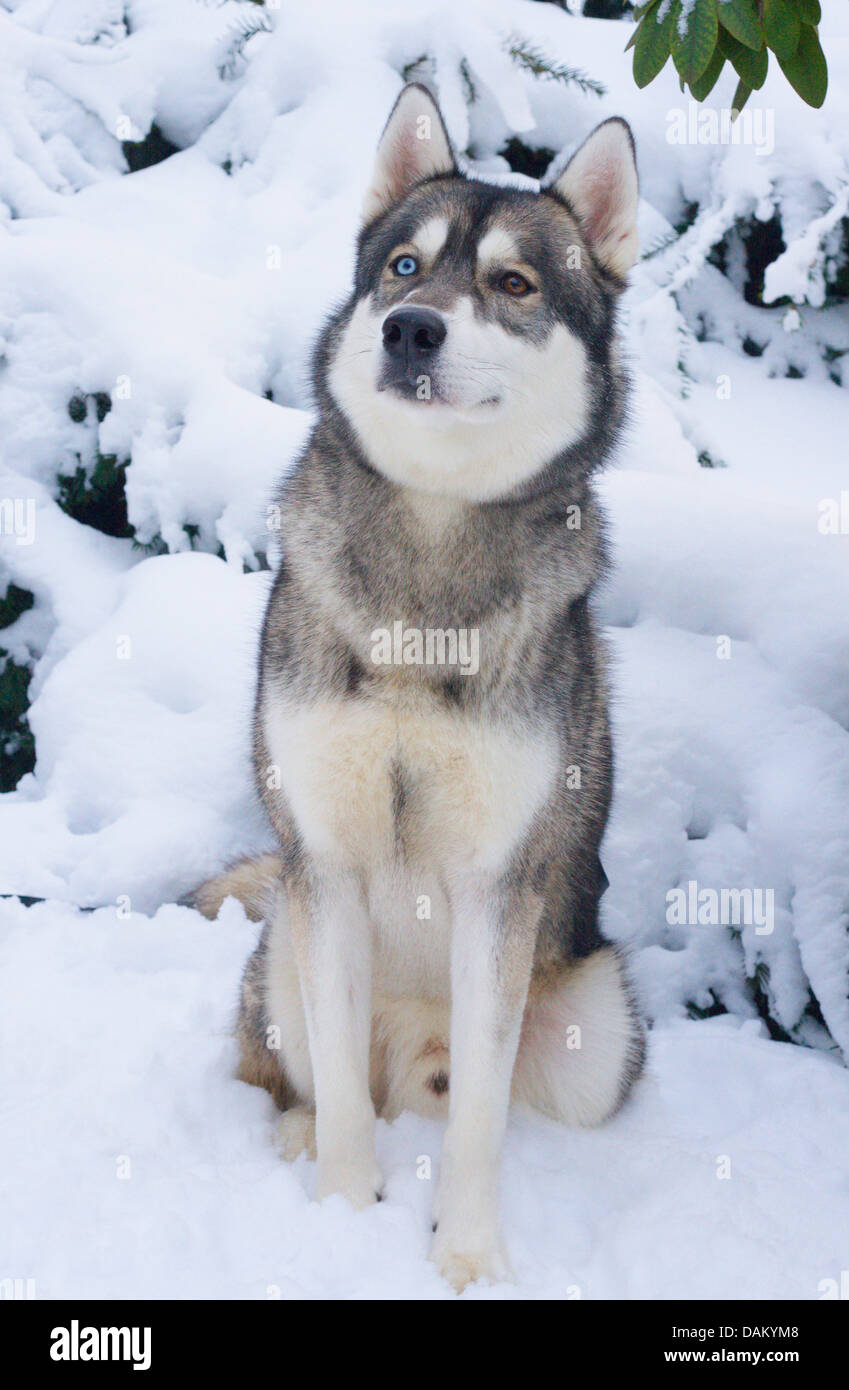 mixed breed dog (Canis lupus f. familiaris), Husky-Malamute-mixed breed ...