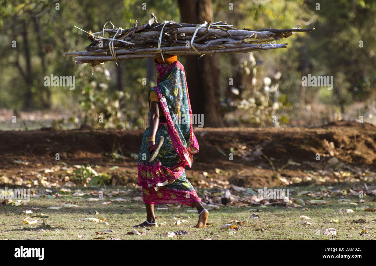 Woman carrying sticks forest hi-res stock photography and images - Alamy