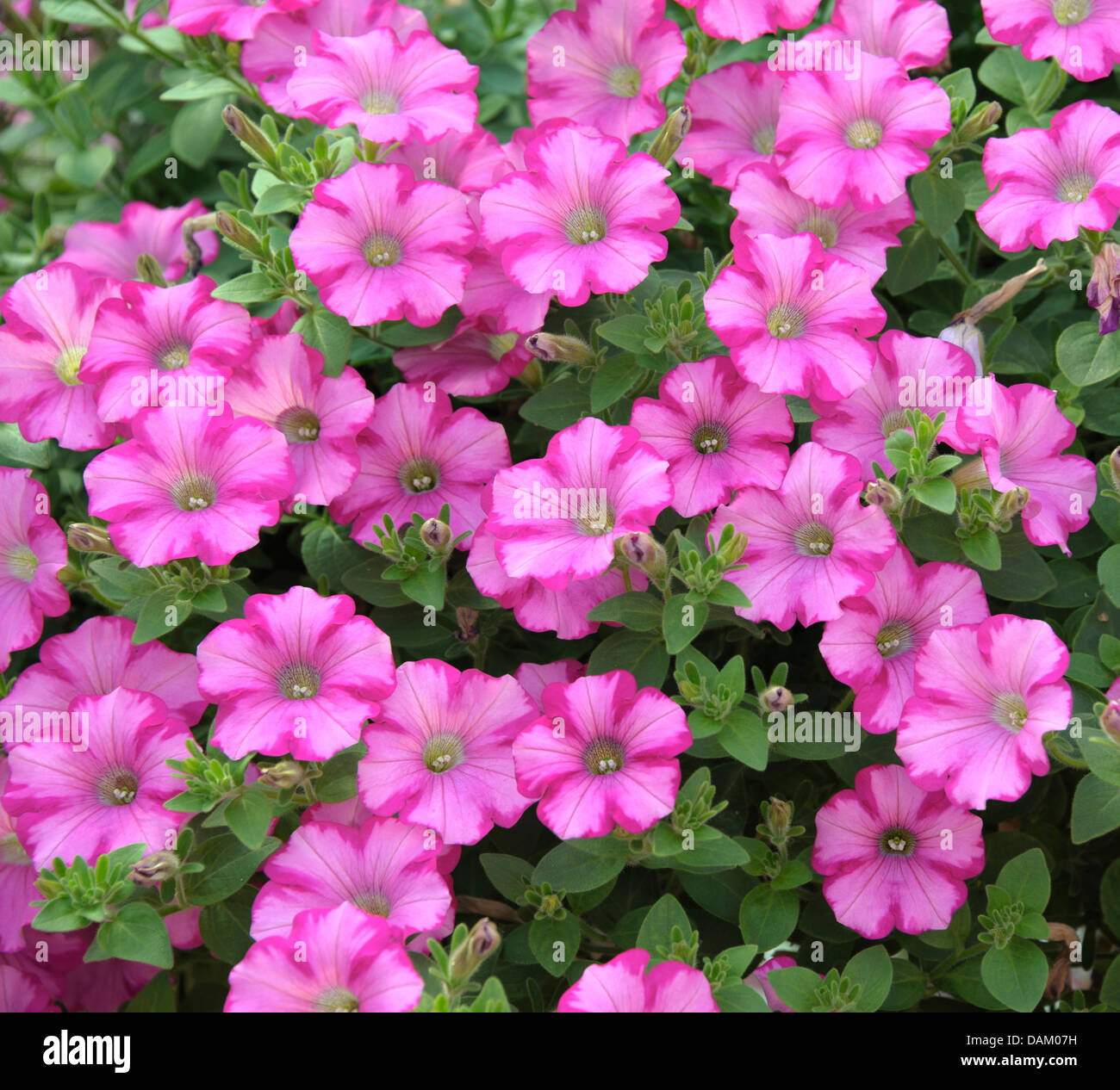 Blast flowers hi-res stock photography and images - Alamy