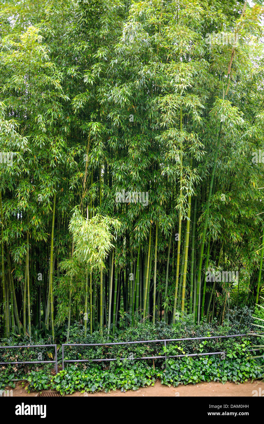 Golden bamboo hi-res stock photography and images - Alamy