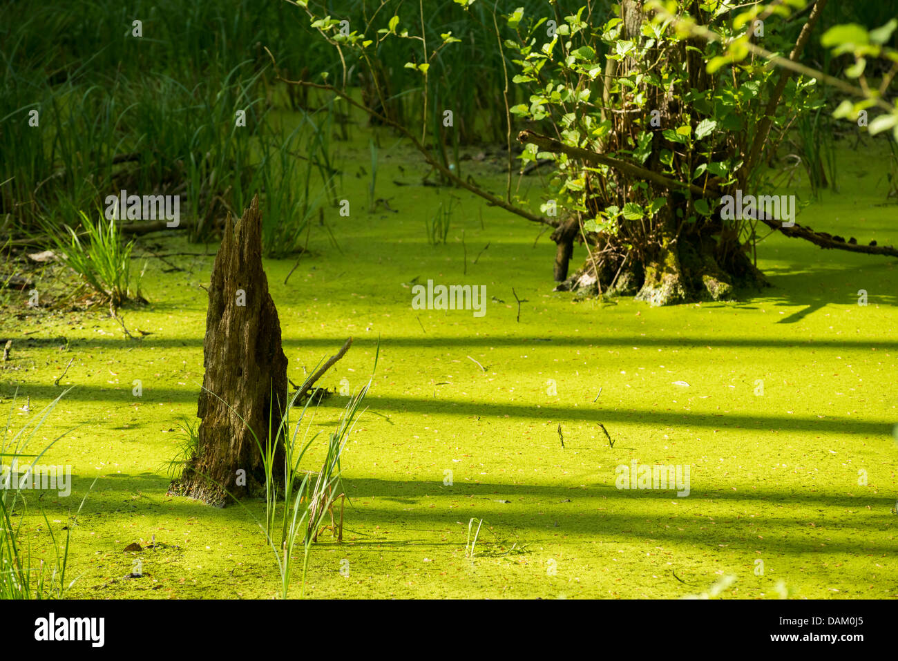 Germany, Marsh on Liepnitzsee lake Stock Photo - Alamy