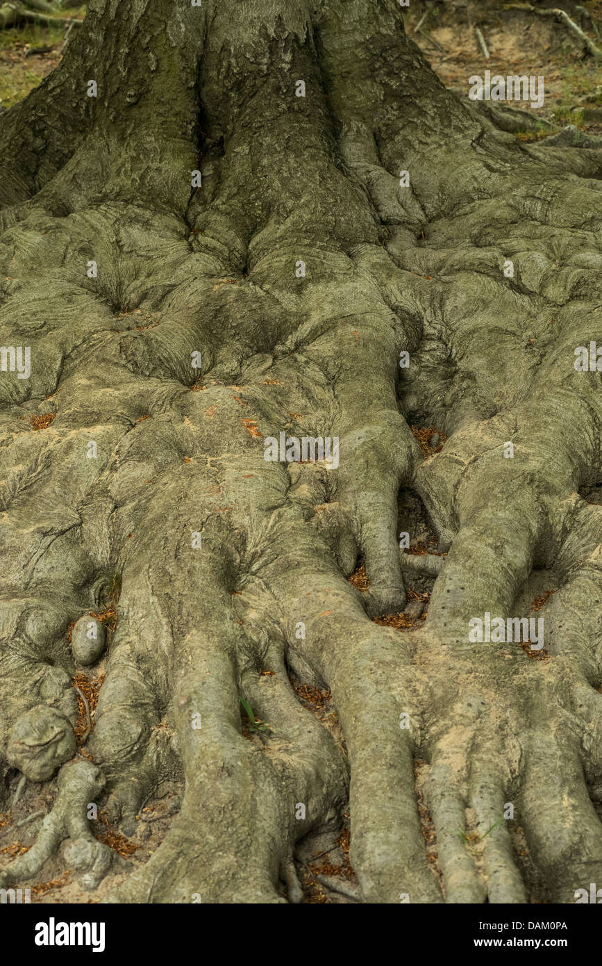 Germany, Tree roots Stock Photo - Alamy