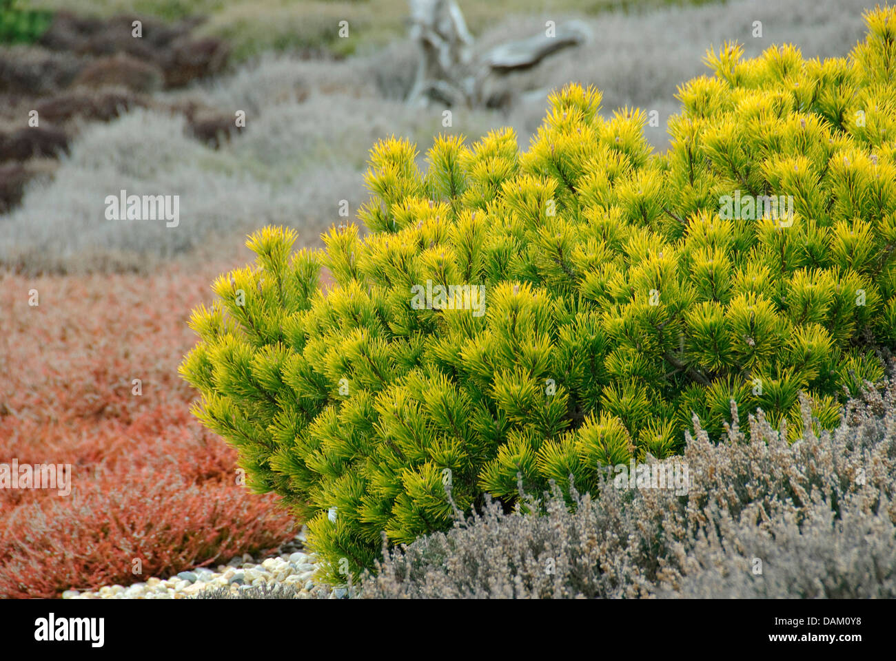 mountain pine, mugo pine (Pinus mugo 'Carsten', Pinus mugo Carsten ...