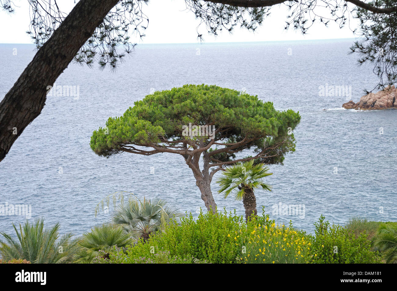 Stone pine, Italian Stone pine, Umbrella Pine (Pinus pinea), at the ...