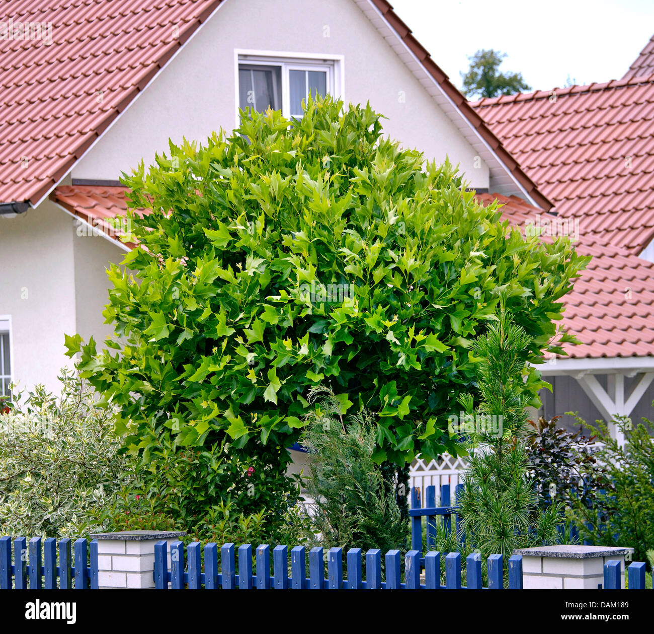 Cultivar alphens globe hi-res stock photography and images - Alamy