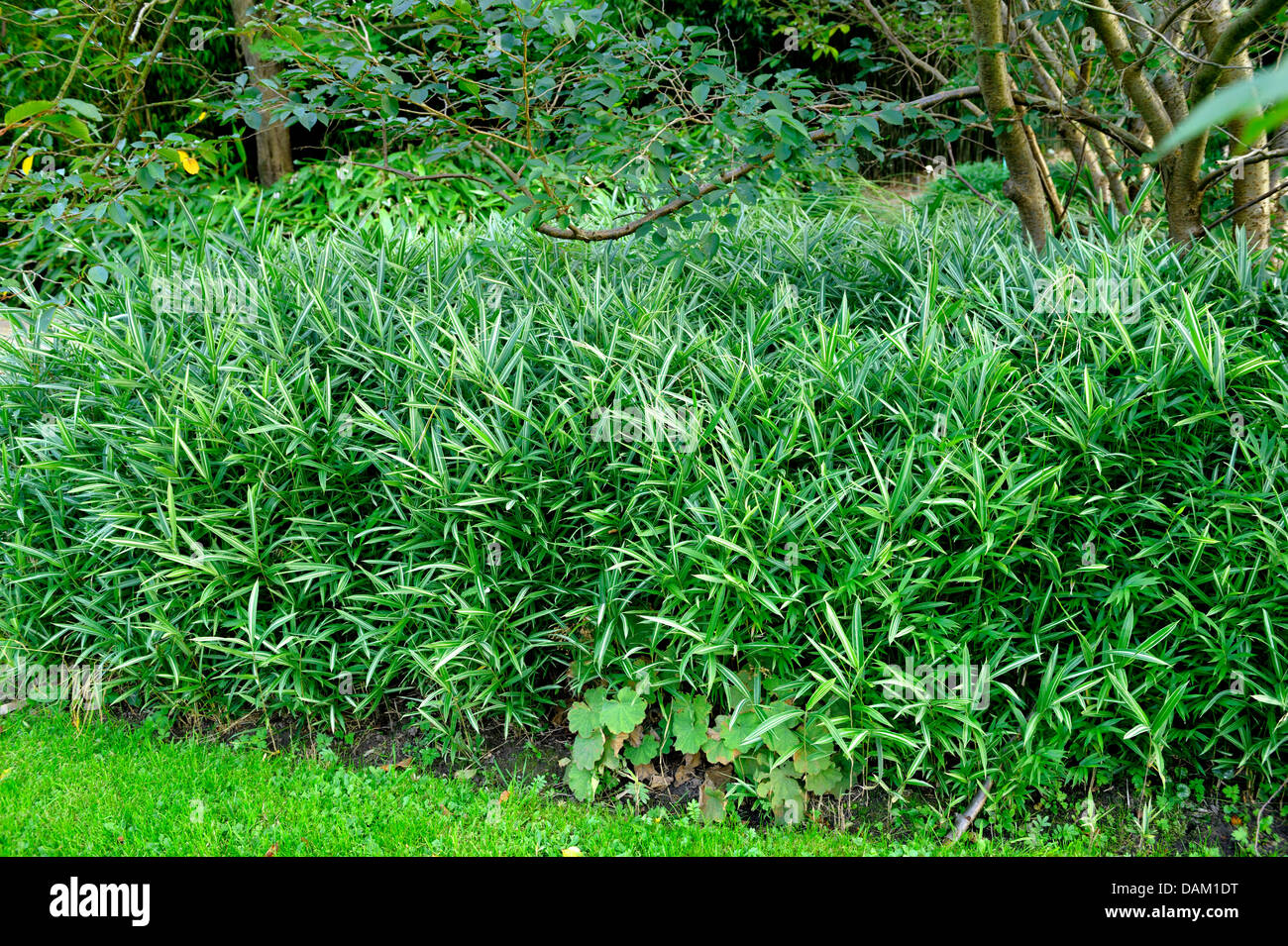 Dwarf white-striped Bamboo (Pleioblastus variegatus Stock Photo - Alamy