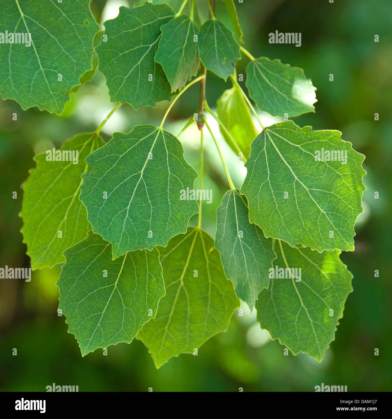 Populus tremula hi-res stock photography and images - Alamy