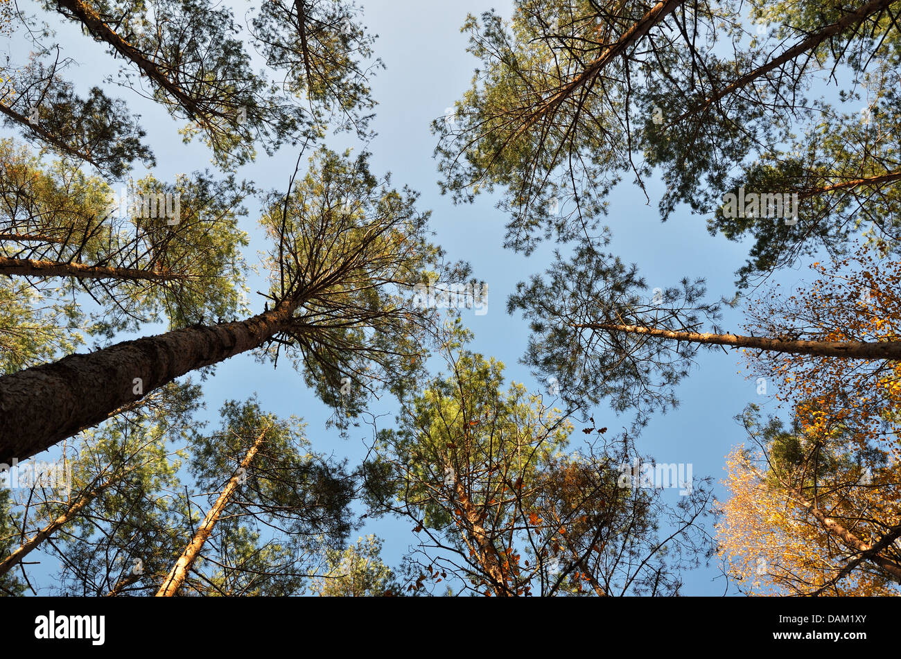 Autumn trees from below Stock Photo - Alamy