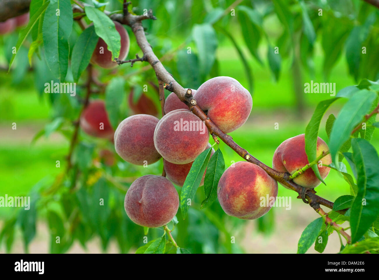 Peach prunus persica proskauer hi-res stock photography and images - Alamy