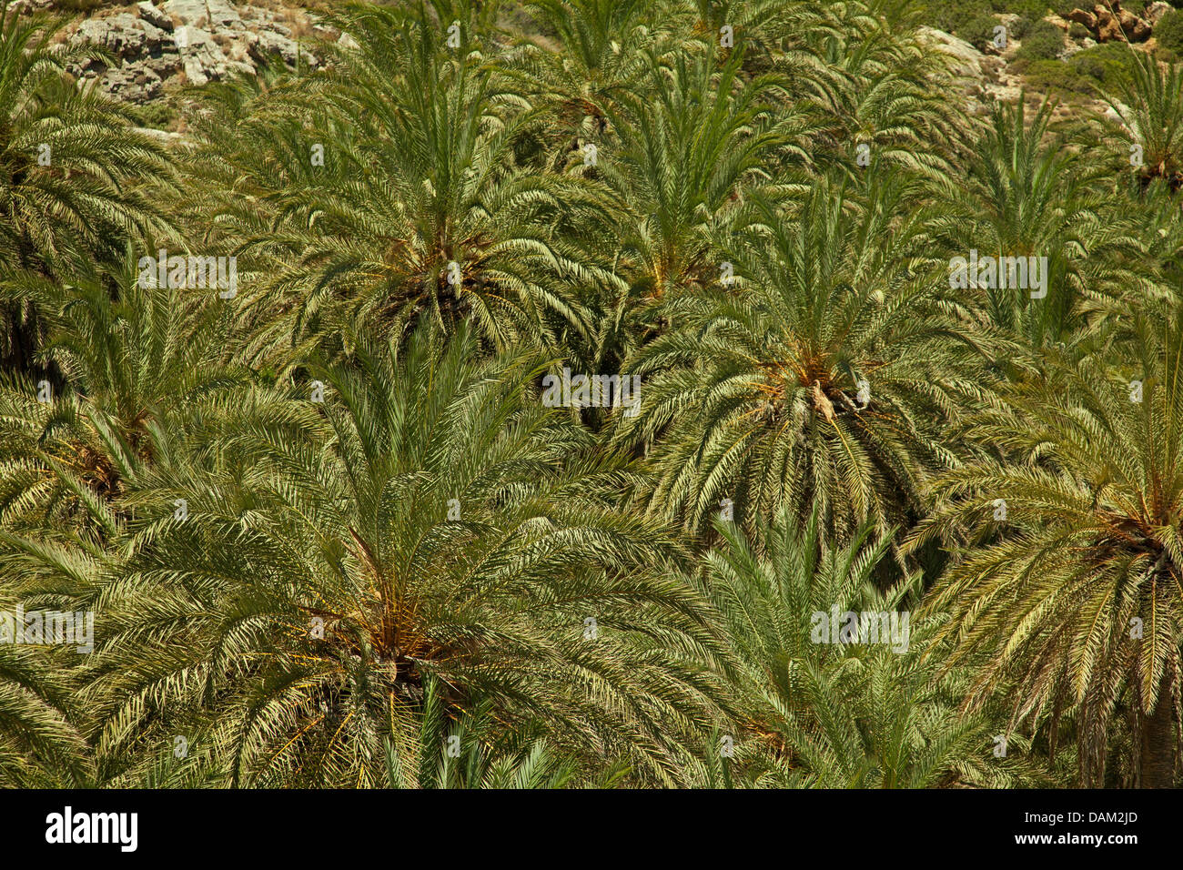 Texture of palm trees growing in biggest in Europe palm forest Vai on ...