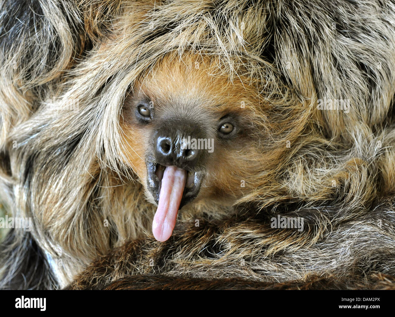 71 year anniversary hi-res stock photography and images - Alamy