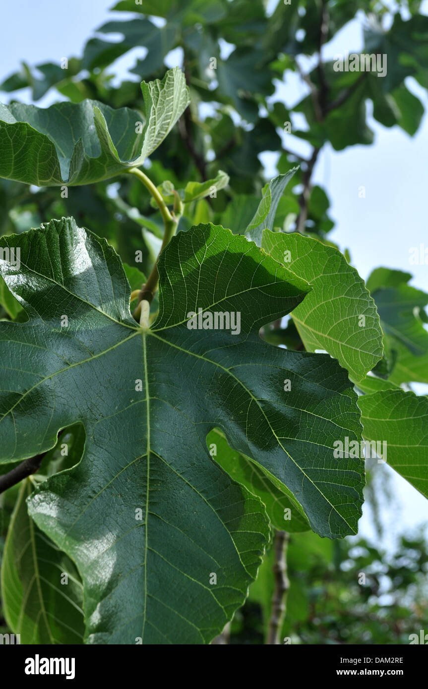 Fig leaves hi-res stock photography and images - Alamy
