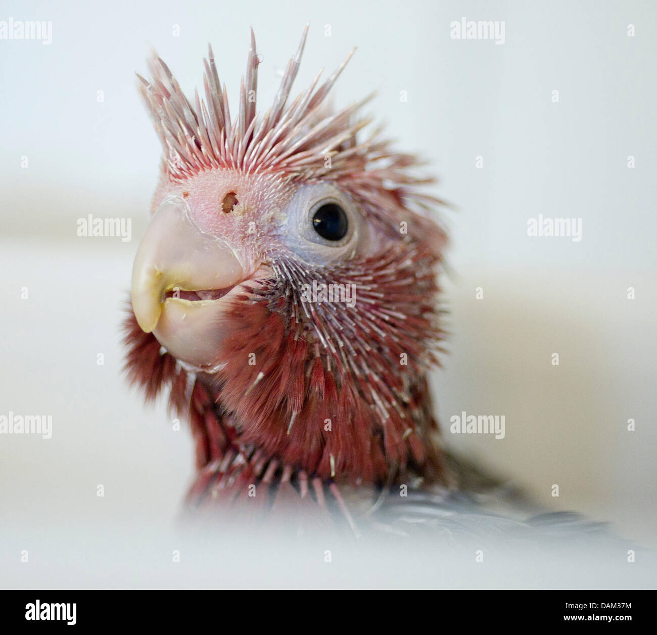 Baby Galah Cockatoo