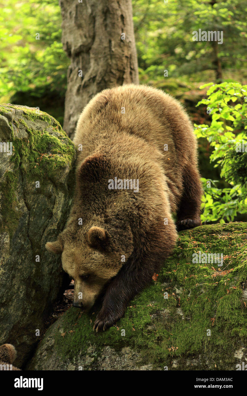 R Upside Down Bear Cub