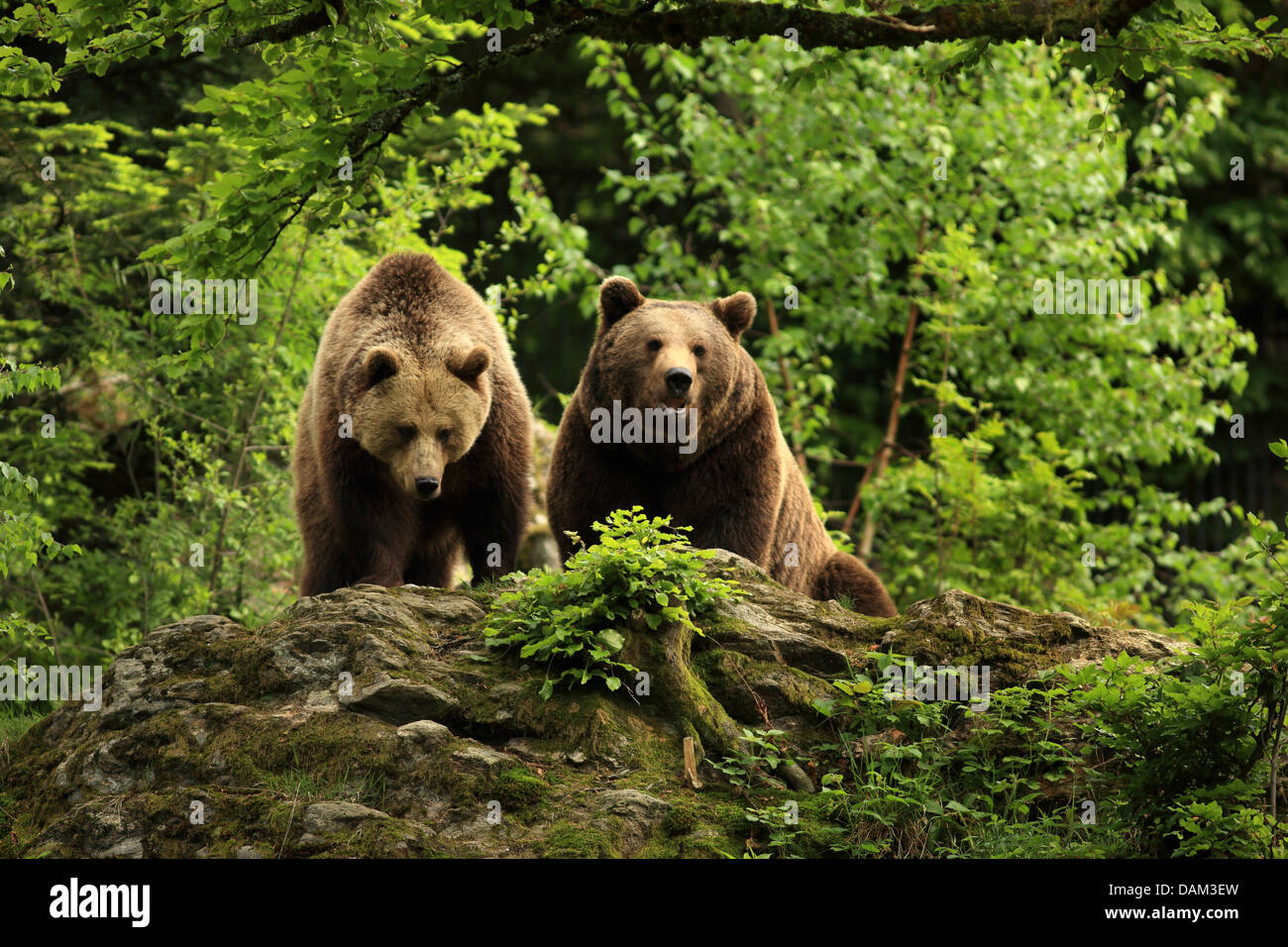 European brown bear (Ursus arctos arctos), male and female on a boulder ...