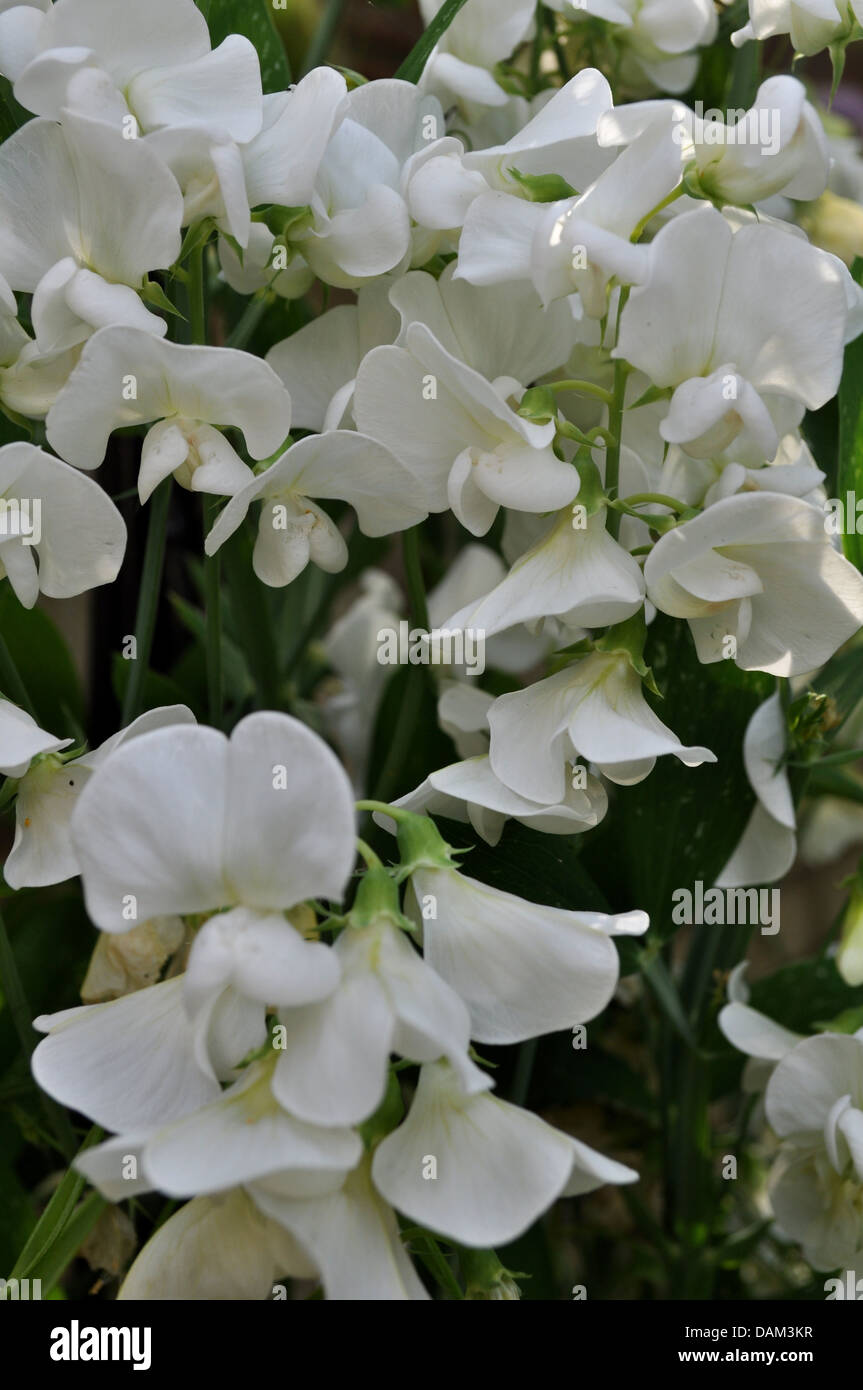 White sweet pea flowers hi-res stock photography and images - Alamy