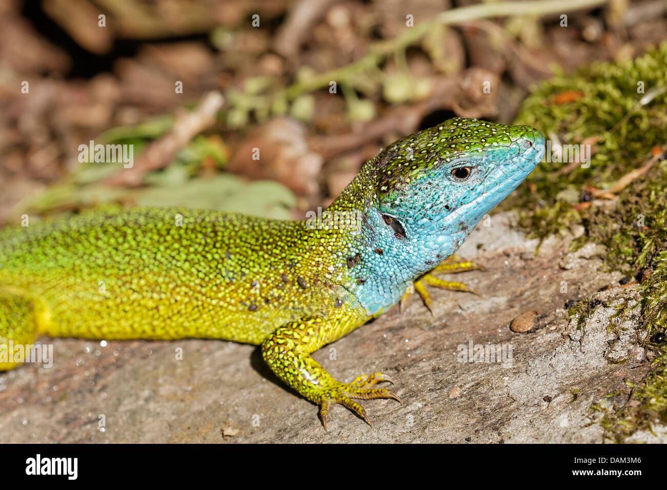Thaya valley national park hi-res stock photography and images - Alamy