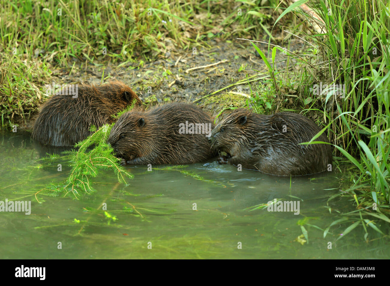 Three beavers hi-res stock photography and images - Alamy