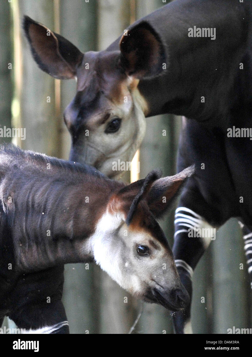 The Okapi offspring 'Maiko' is presented to the public at the zoo in ...