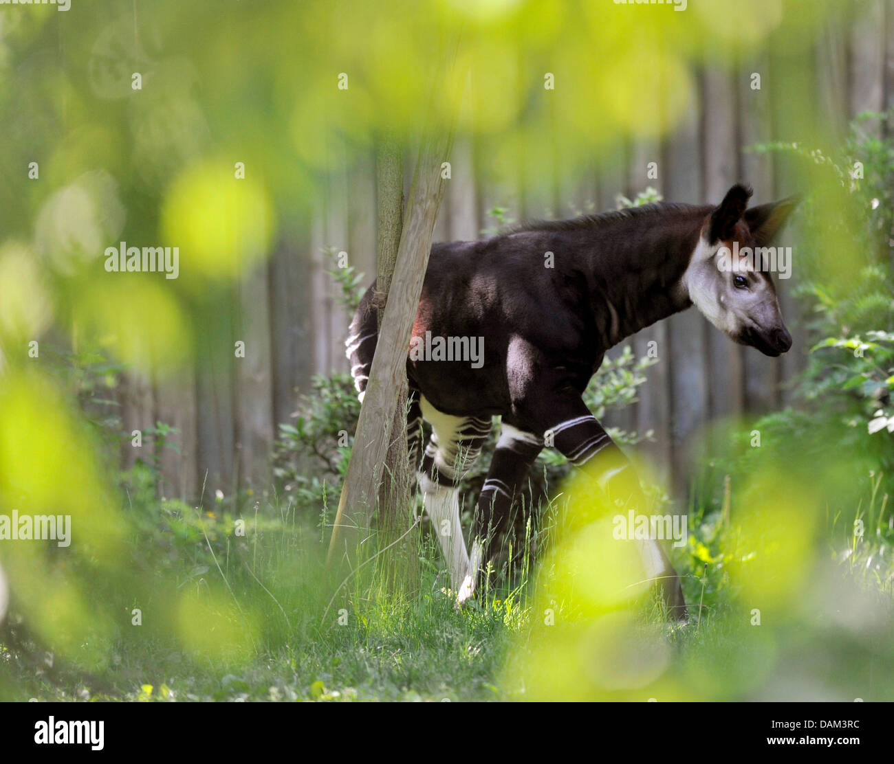 The Okapi offspring 'Maiko' is presented to the public at the zoo in ...