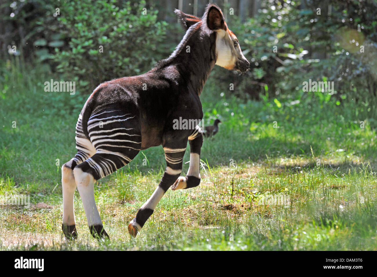 The Okapi offspring 'Maiko' takes flight during its first presentation ...