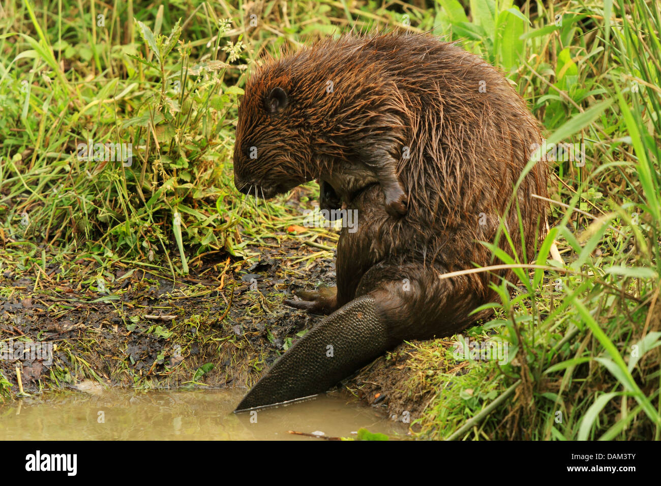 Eurasian beaver, European beaver (Castor fiber), fur caring on shore ...