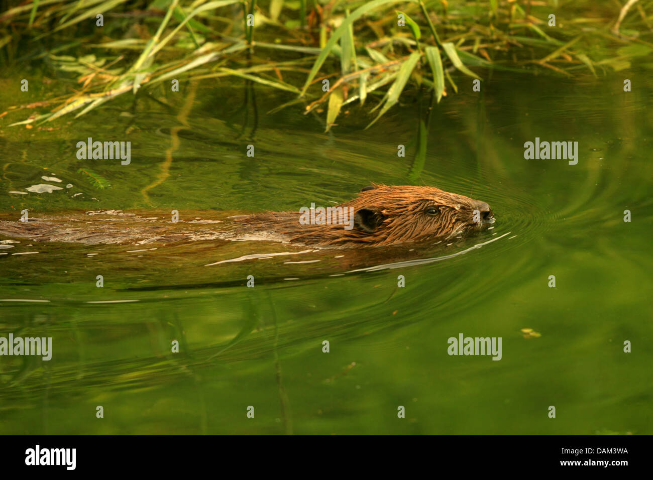 Eurasian beaver, European beaver (Castor fiber), swimming, Germany ...