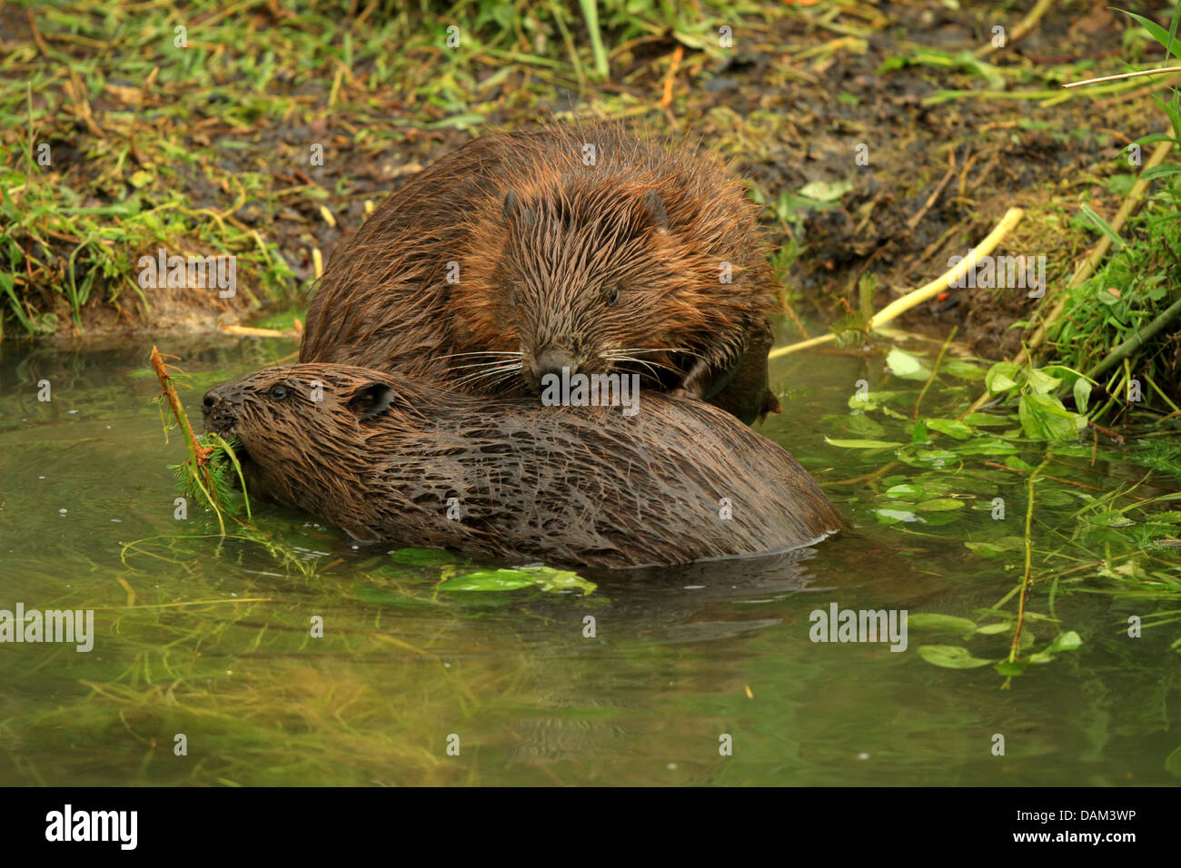 Adult beaver hi-res stock photography and images - Alamy