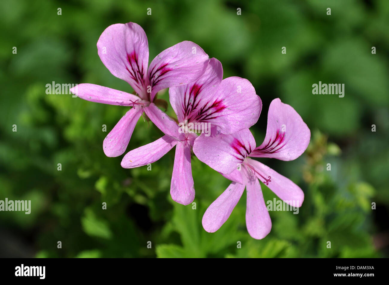 Bright Pink Geranium Flowers Amongst Green Foliage Stock Photo - Alamy