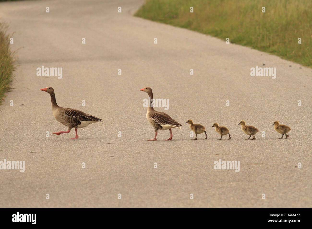 greylag goose (Anser anser), greylag geese with chicks, Austria ...