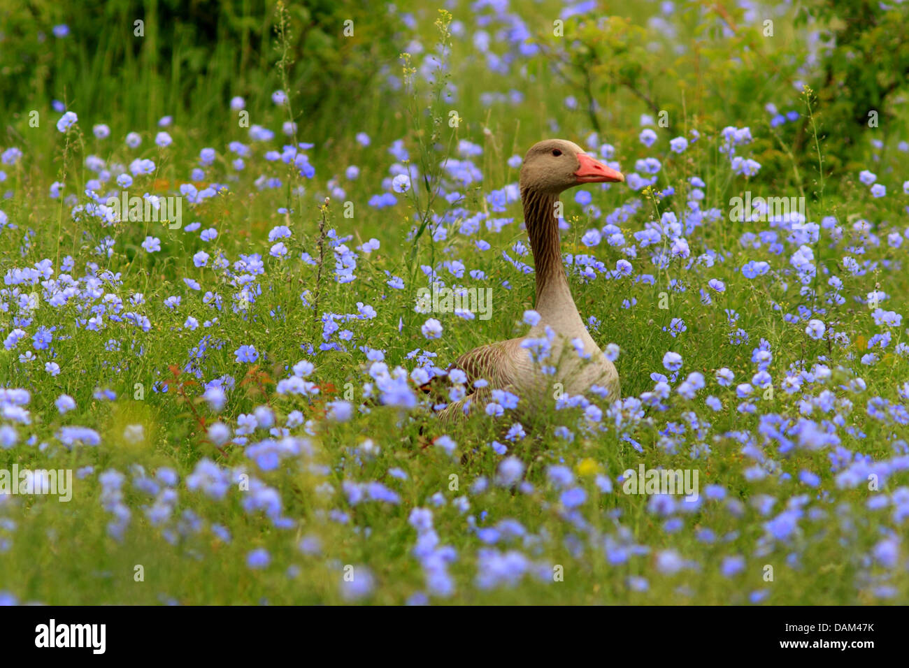 greylag goose (Anser anser), in a flax field, Austria, Neusiedler See ...