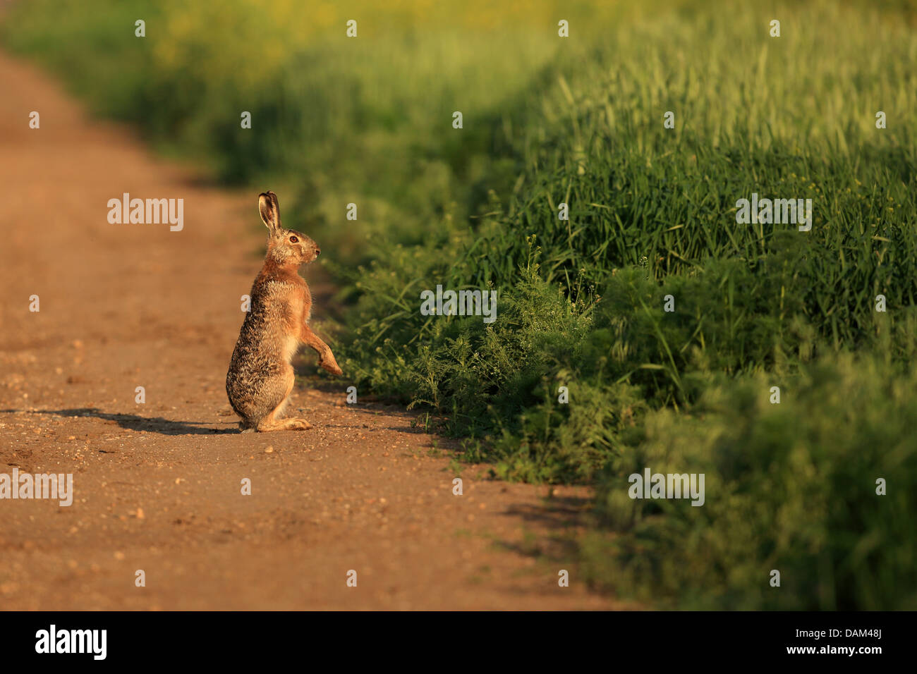 European hare, Brown hare (Lepus europaeus), standing erect on a field ...