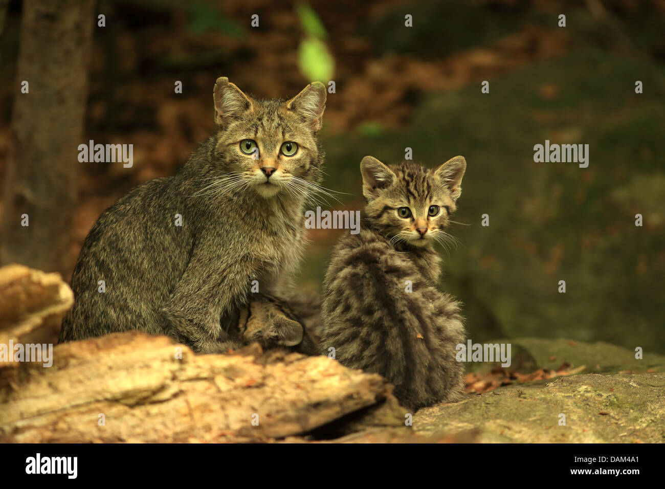 European wildcat, forest wildcat (Felis silvestris silvestris), wild ...