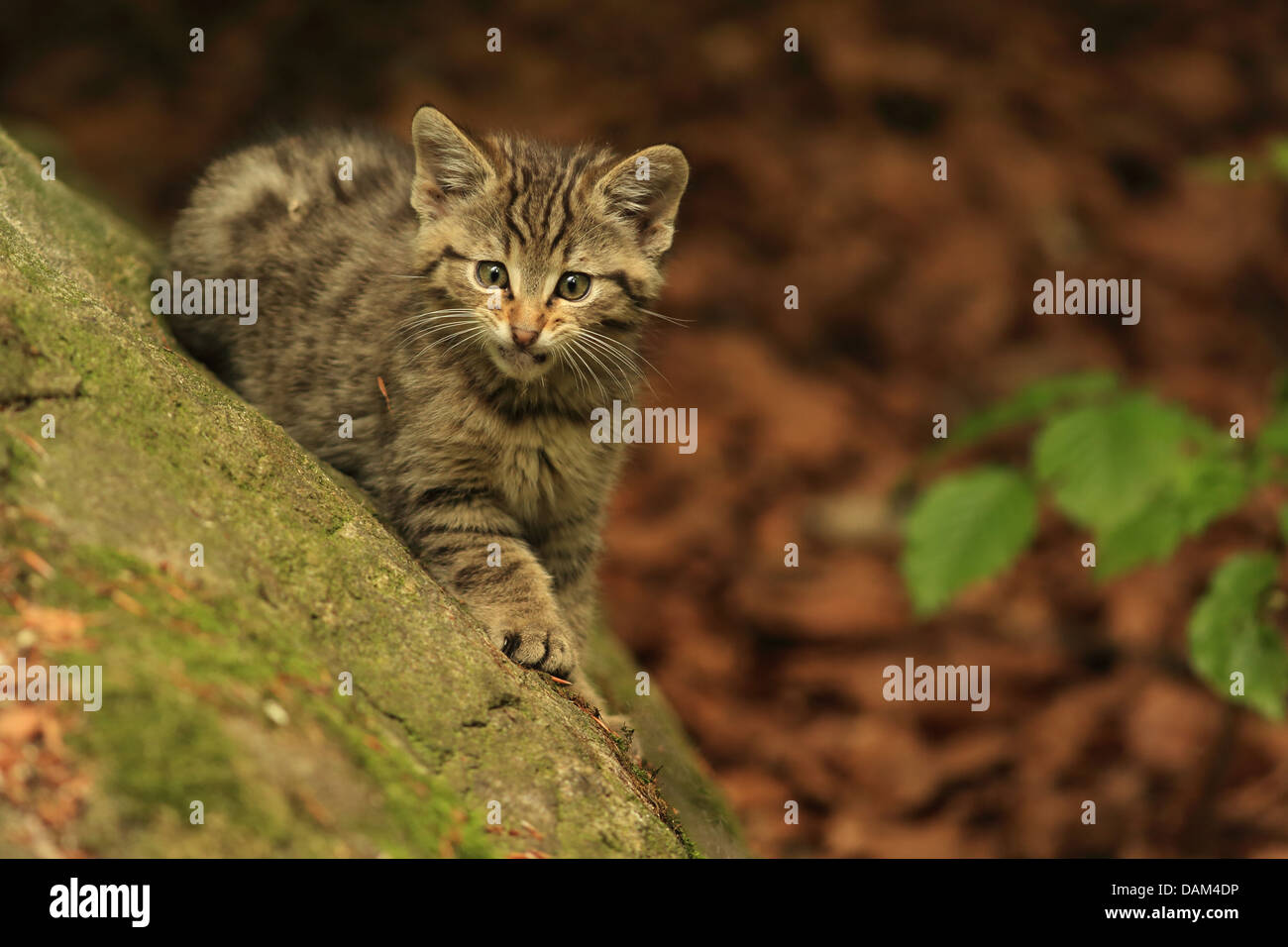 European wildcat, forest wildcat (Felis silvestris silvestris), kitten ...