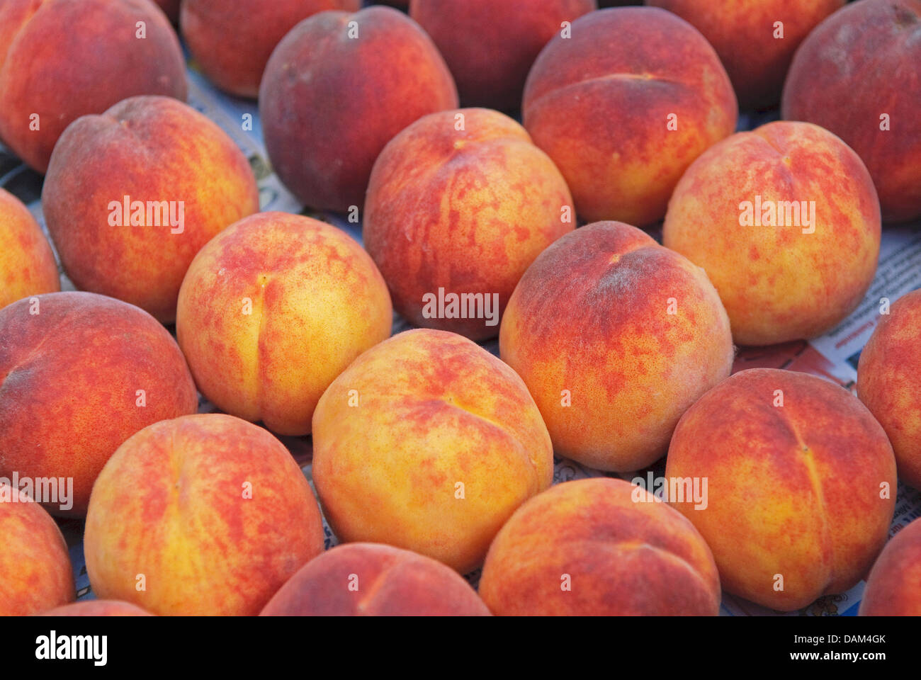 peach (Prunus persica 'Red Haven', Prunus persica Red Haven), cultivar ...