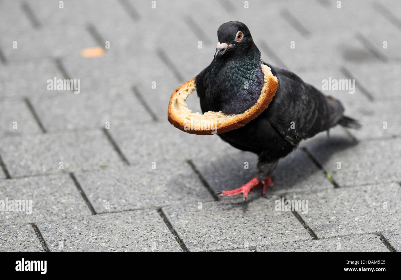 A crust of bread hangs around the neck of a pidgeon in Leipzig, Germany ...