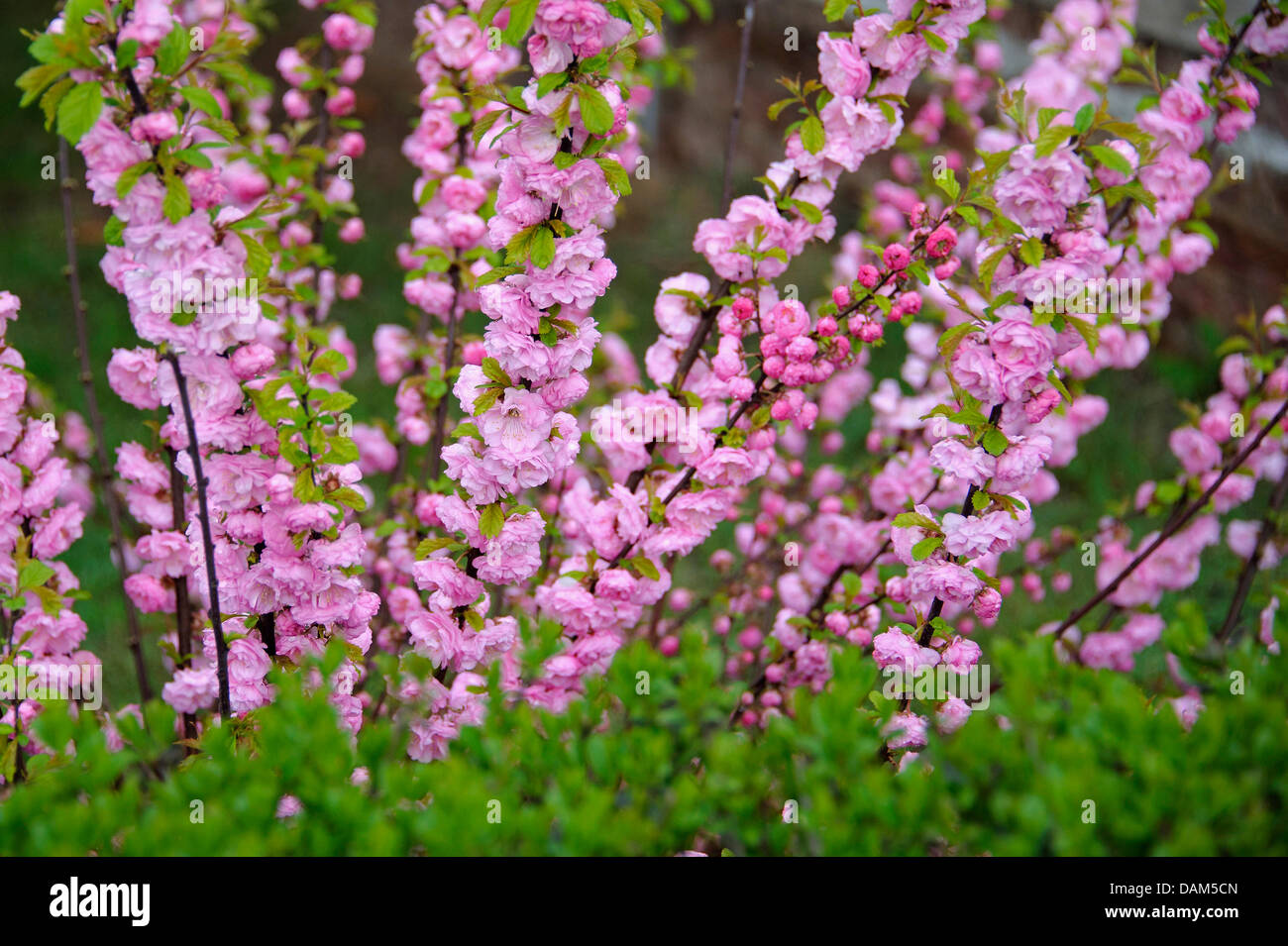 Prunus triloba (Prunus triloba 'Multiplex', Prunus triloba Multiplex ...