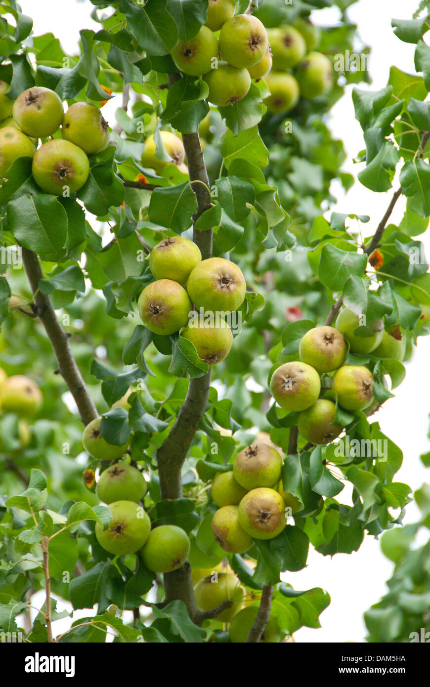 Grey-leaves pear tree (Pyrus x canescens, Pyrus canescens), branch with ...