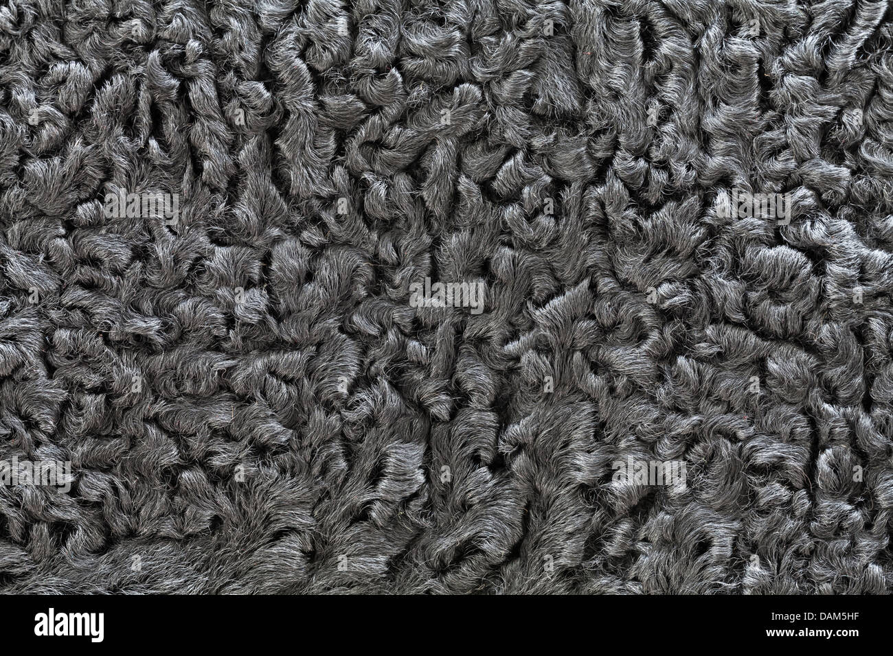 Persian lamb hi-res stock photography and images - Alamy