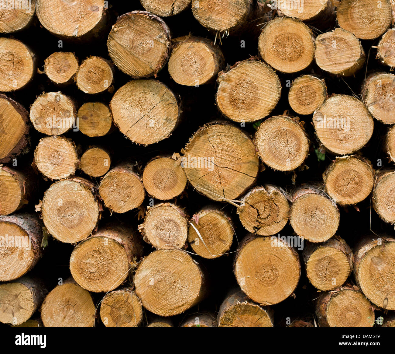 Stacked wood lays in a forest near Pretzien, Germany, 22 May 2011 ...