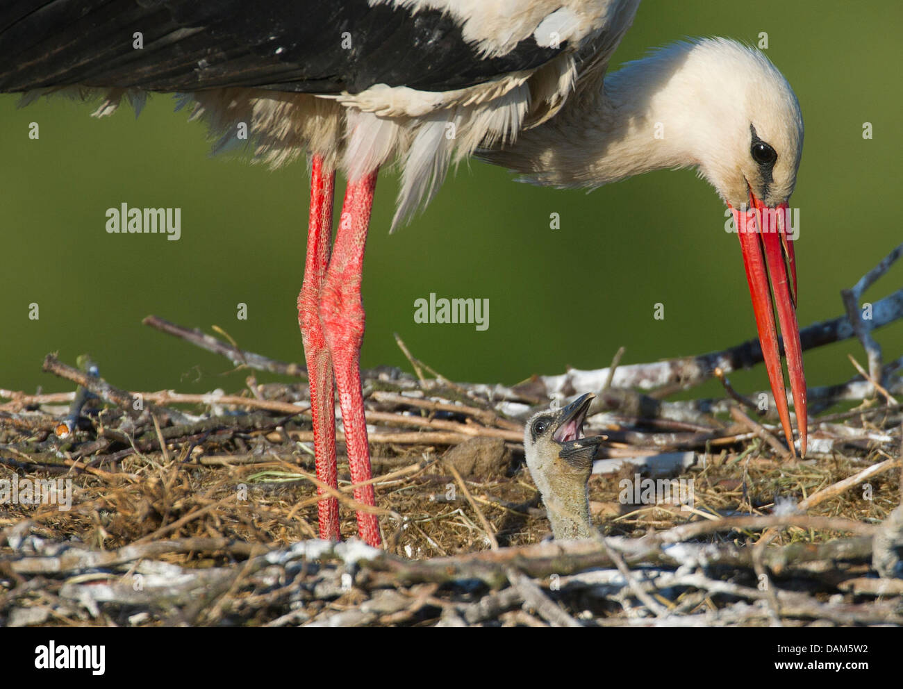 A White stork takes care of the young-ones inside the nest on a roof of ...