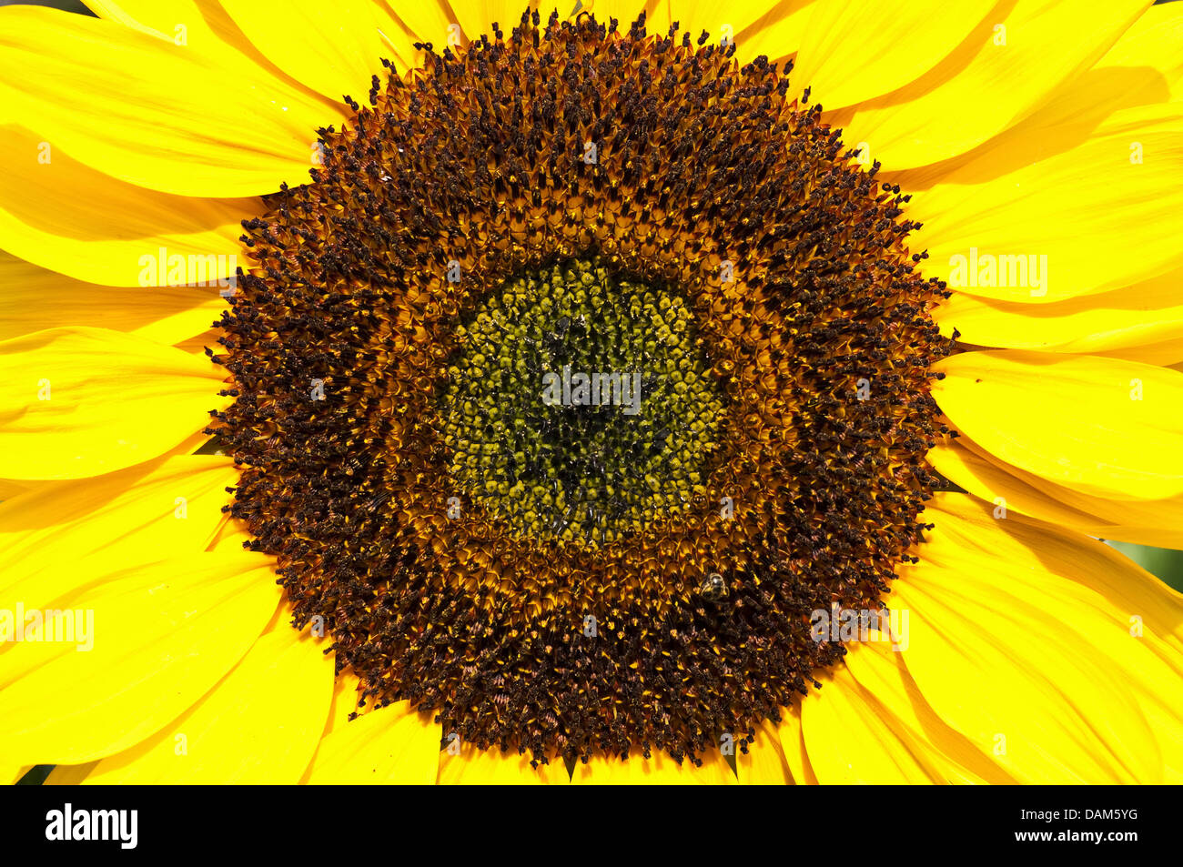 photo from near the middle of sunflower Stock Photo - Alamy