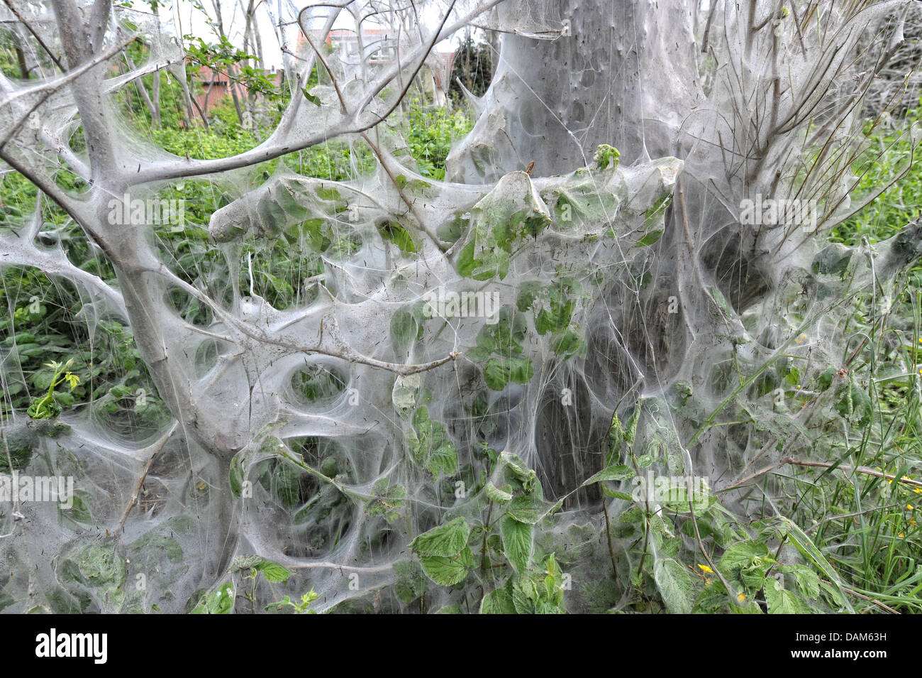 A tree is covered with caterpillar webs in Hanover, Germany, 25 May ...