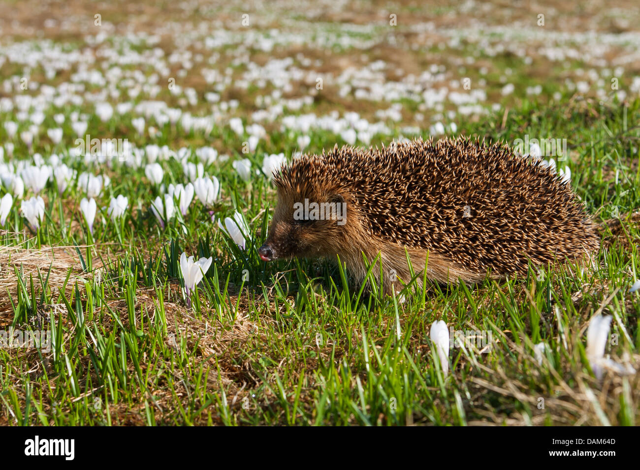 Western hedgehog, European hedgehog (Erinaceus europaeus), in a spring ...