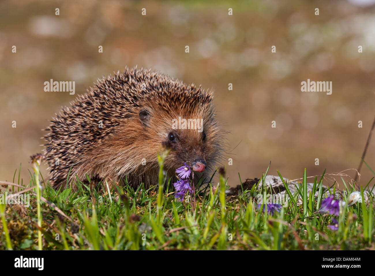 Western hedgehog, European hedgehog (Erinaceus europaeus), in a ...