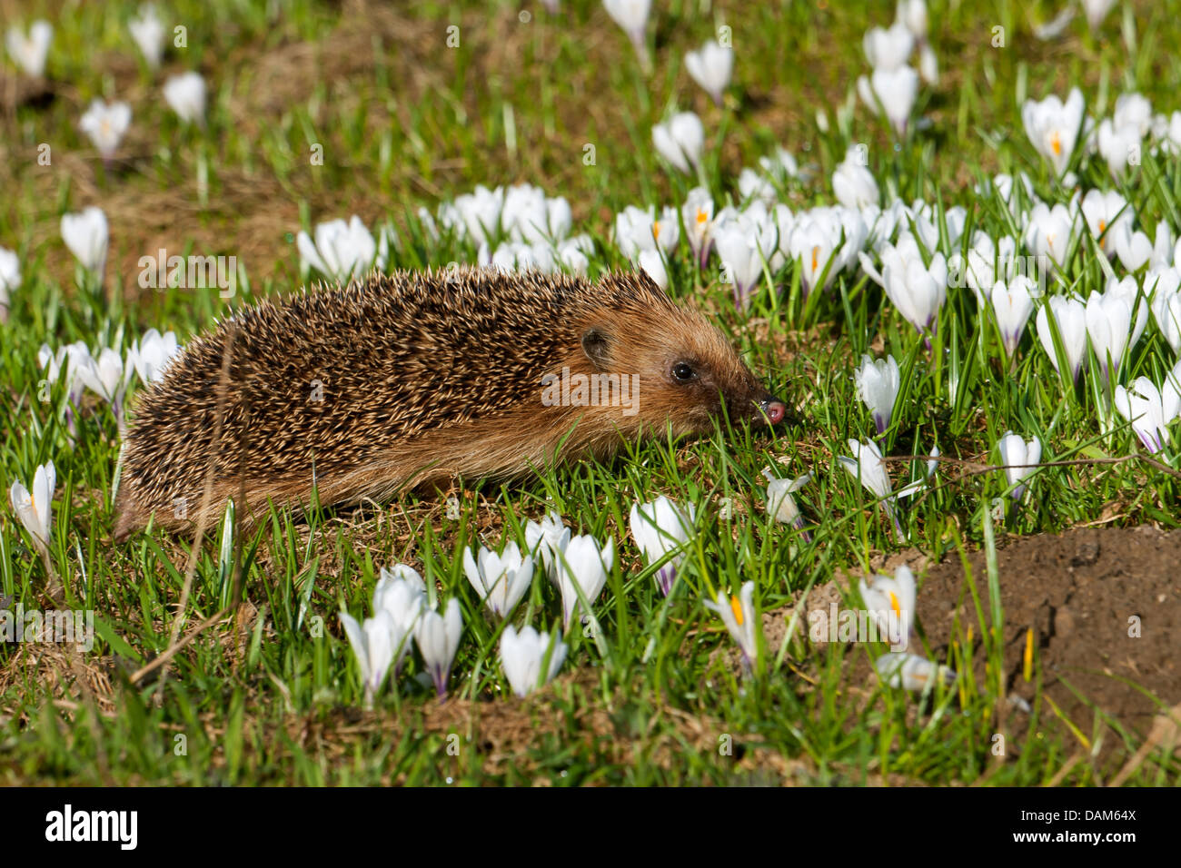 Western hedgehog, European hedgehog (Erinaceus europaeus), in a spring ...