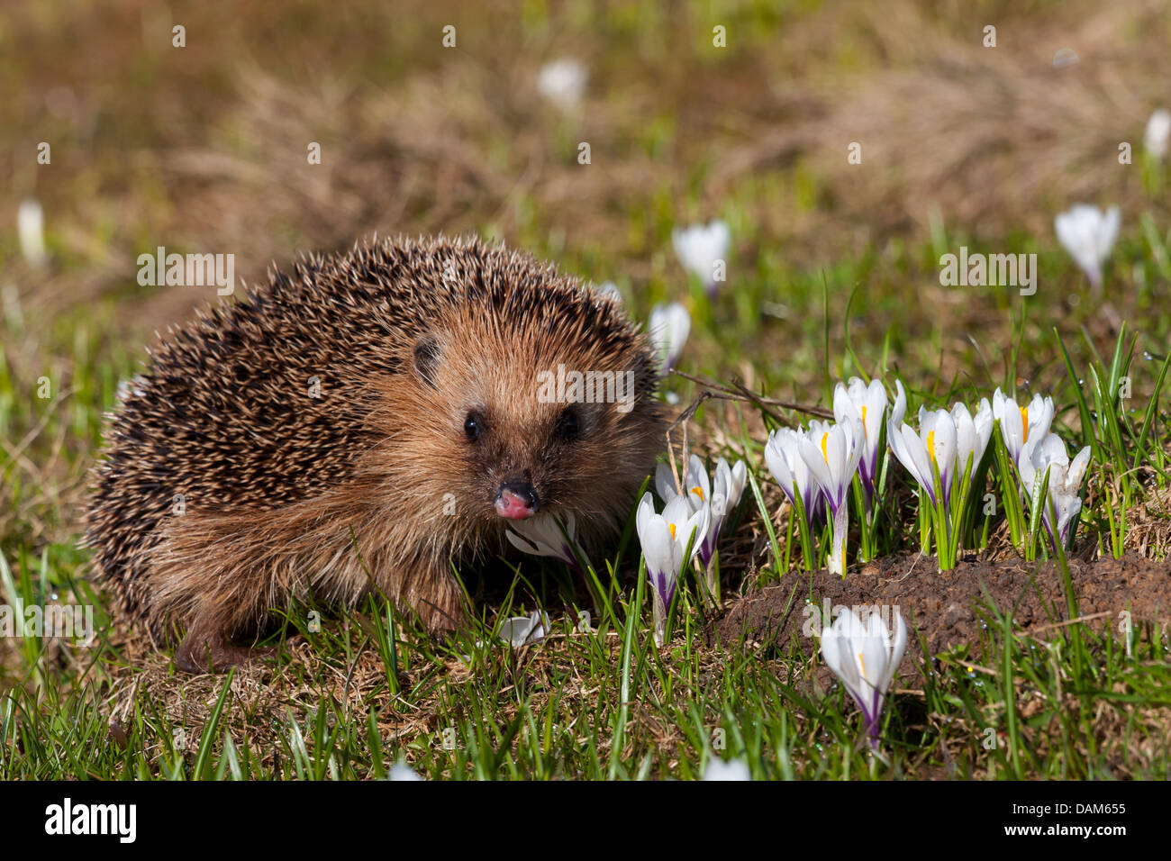 Western hedgehog, European hedgehog (Erinaceus europaeus), in a spring ...