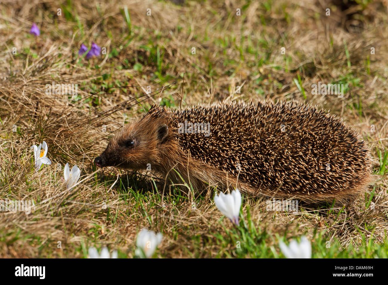 Western hedgehog, European hedgehog (Erinaceus europaeus), in a spring ...